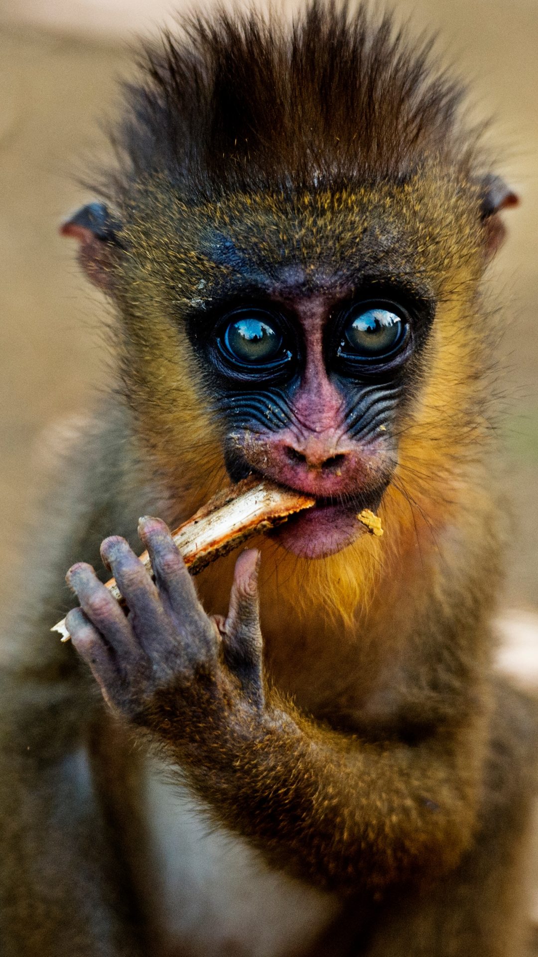 About | WWF Impact Ventures