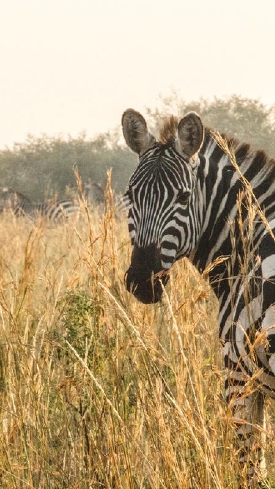 About | WWF Impact Ventures